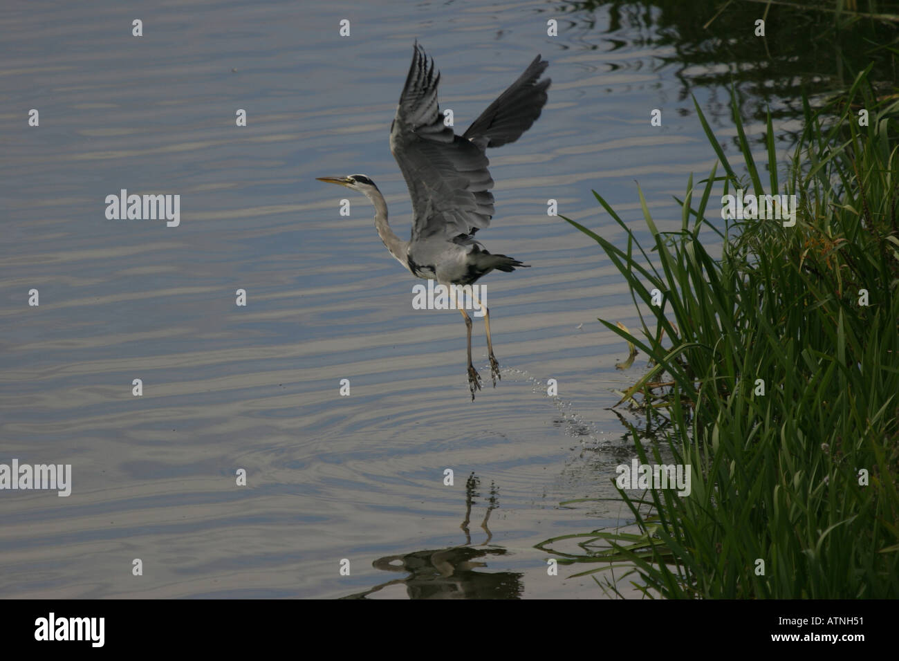 Grey Heron taking off Stock Photo - Alamy