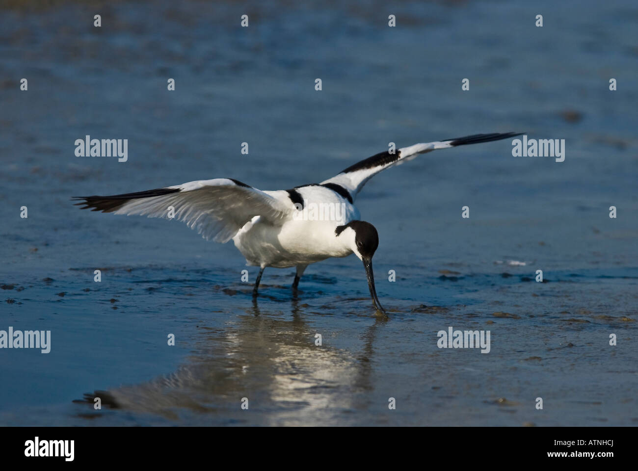 Saebelschnaebler Recurvirostra avosetta Pied avocet Stock Photo - Alamy