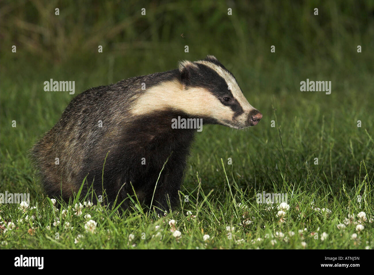 Boar badger hi-res stock photography and images - Alamy