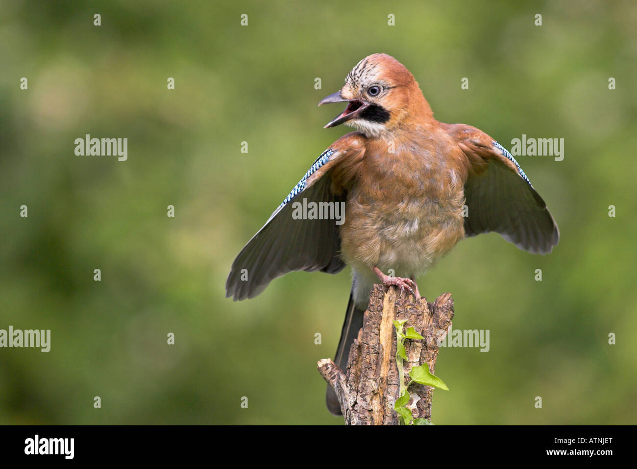 Juvenile Jay begging for food Stock Photo - Alamy