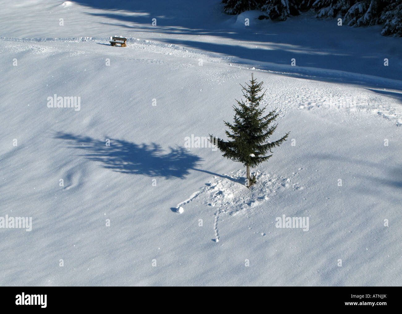 A lone fir tree surrounded by snow in Meribel France Stock Photo - Alamy