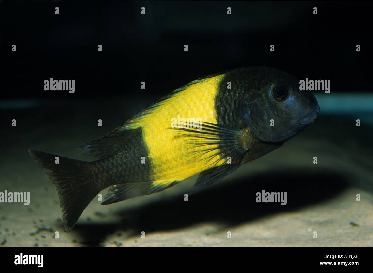 Tropheus moori Kiriza, endemic cichlid of Tanganika Lake, Africa Stock ...