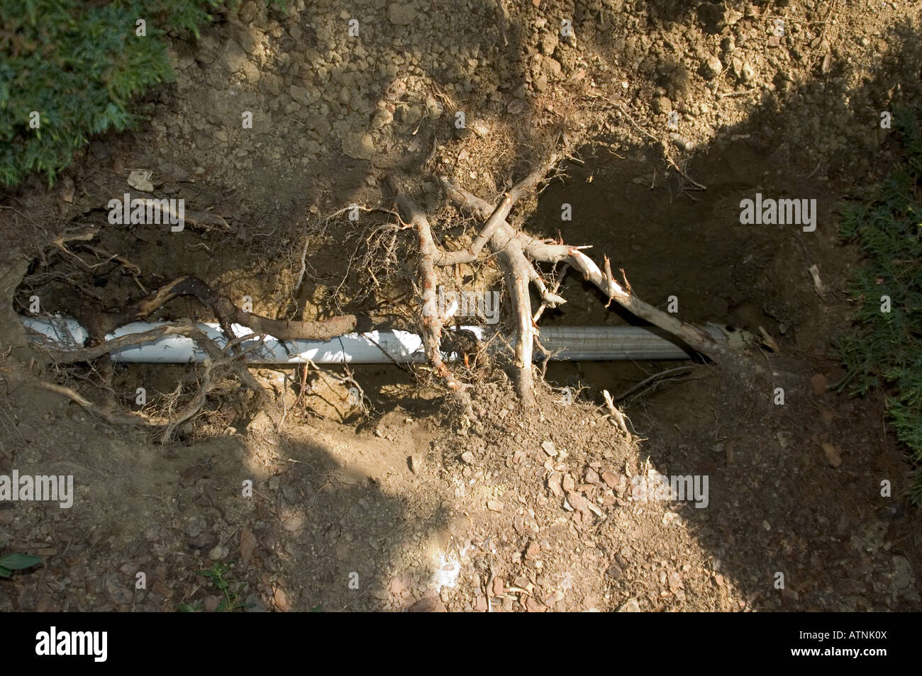 Installing new pipe line without disturbing root system Stock Photo - Alamy