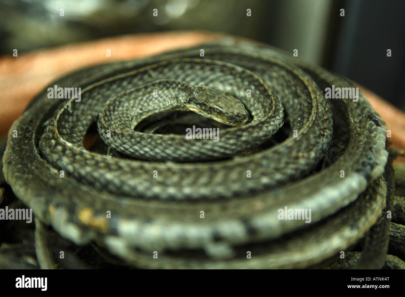 China snake food hi-res stock photography and images - Alamy