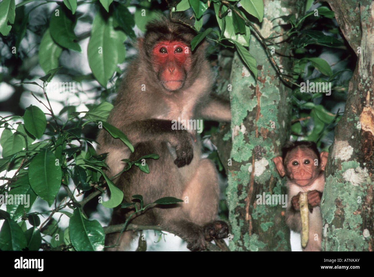 Bonnet monkey with young baby Macaca radiata sitting on branch on tree ...