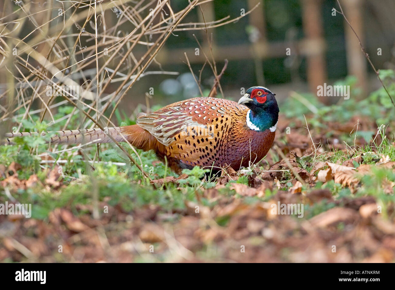 Common pheasant Phasianus colchicus male in breeding plumage near ...