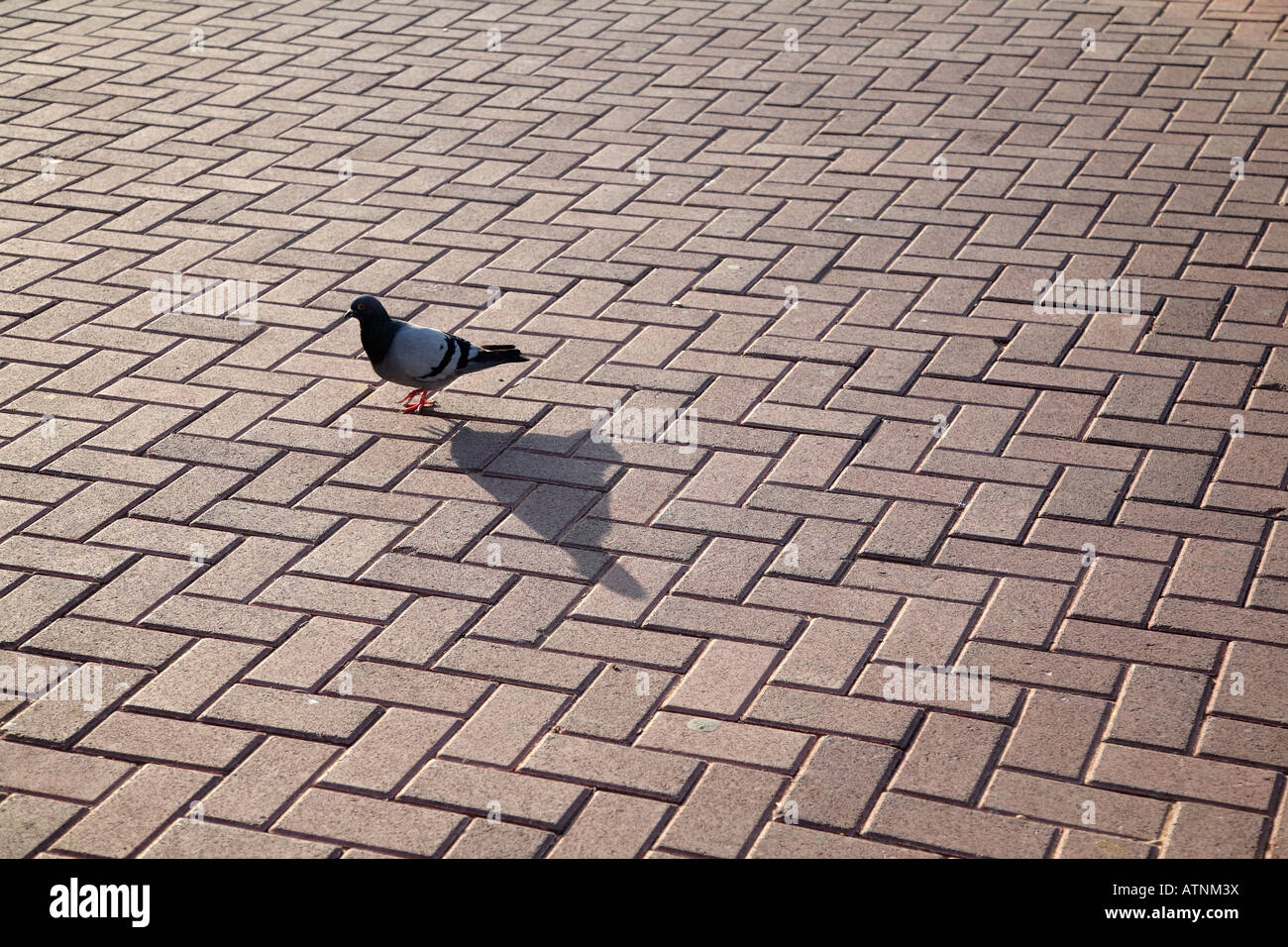 Pavement bird hi-res stock photography and images - Alamy
