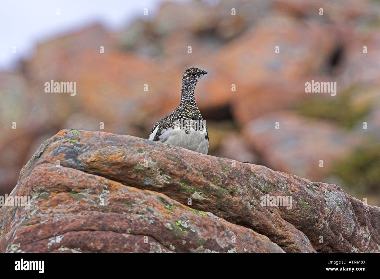 Rock ptarmigan Lagopus mutus male in autumn plumage Scotland Stock ...