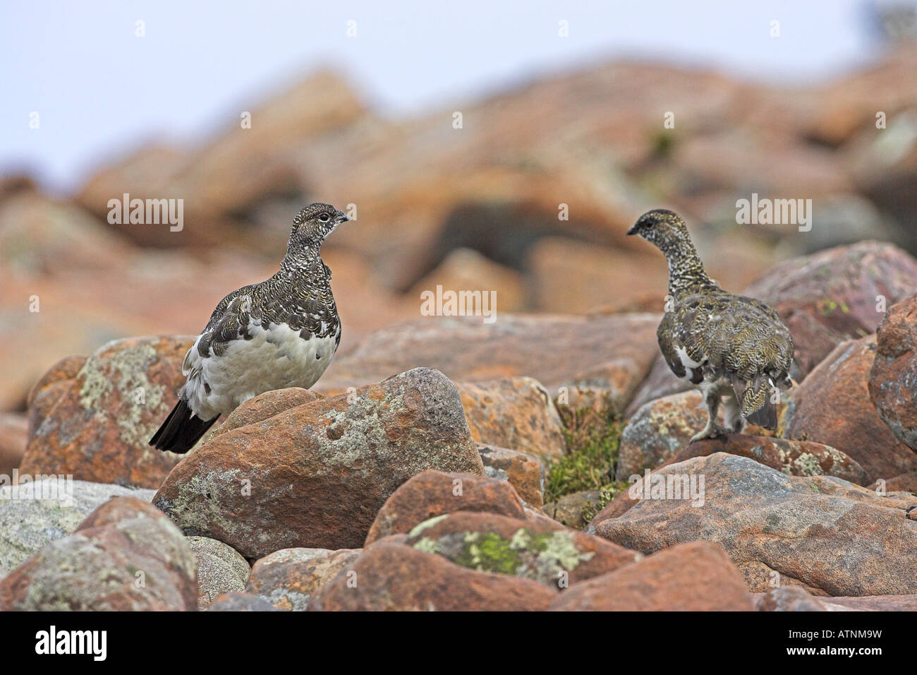 Rock ptarmigan Lagopus mutus male in autumn plumage Scotland Stock ...
