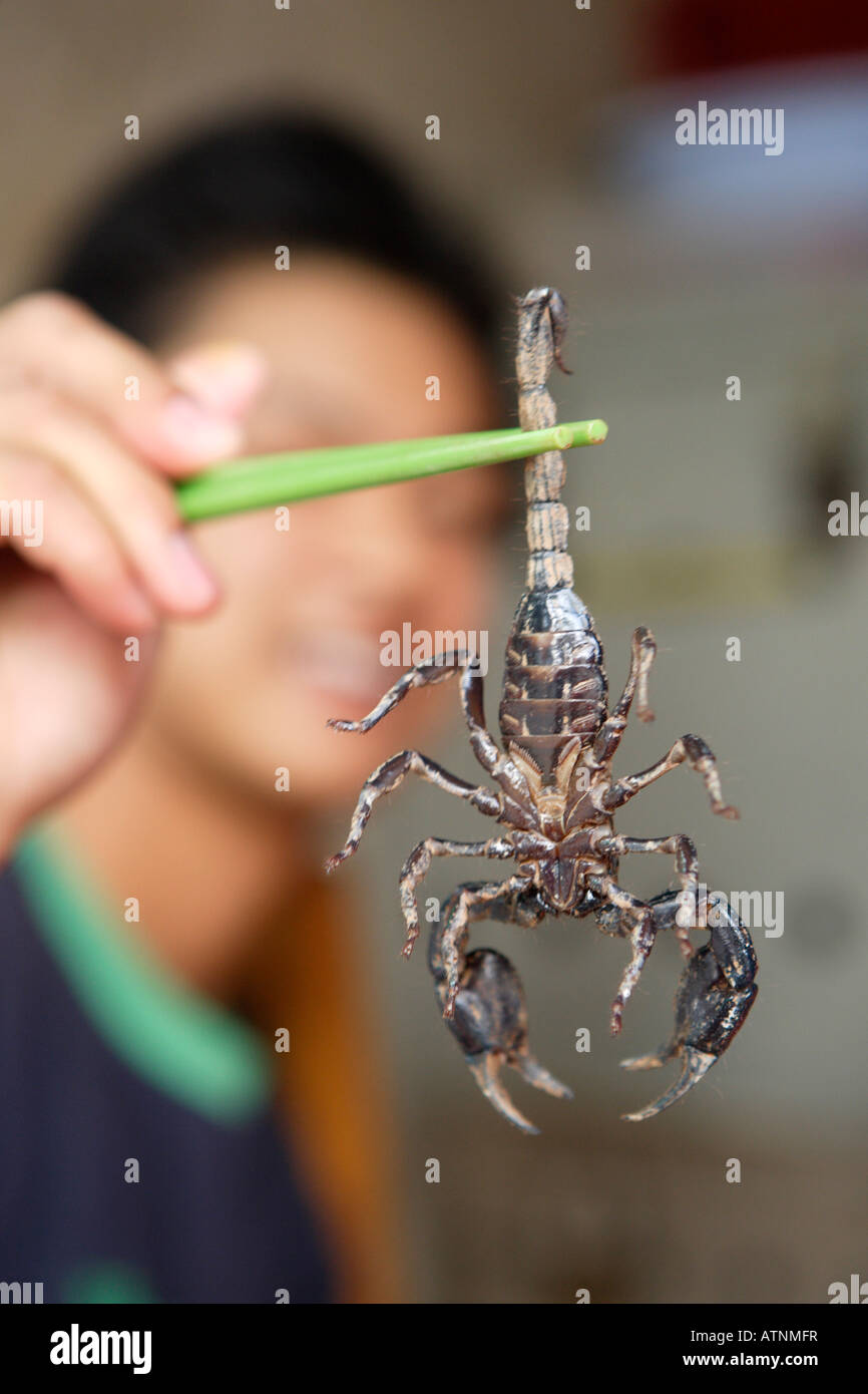 Scorpion in chopsticks Peaceful Market Guangzhou Canton China Stock ...