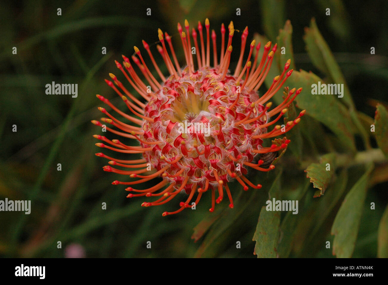 Pincushion flower hi-res stock photography and images - Alamy