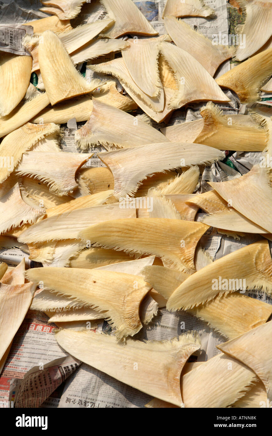 Shark Fins Peaceful Market Guangzhou Canton China Stock Photo - Alamy