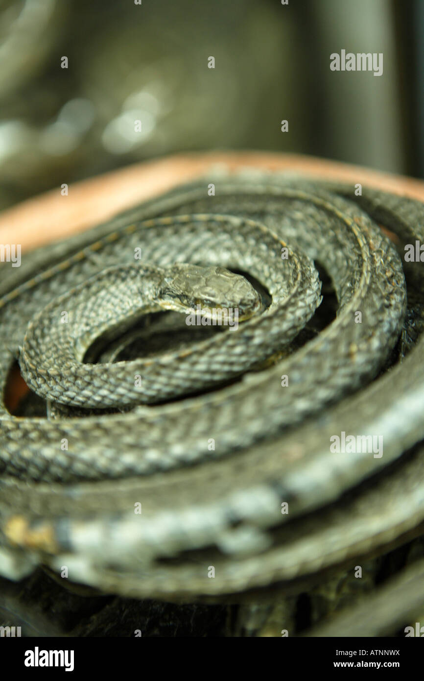 China snake food hi-res stock photography and images - Alamy