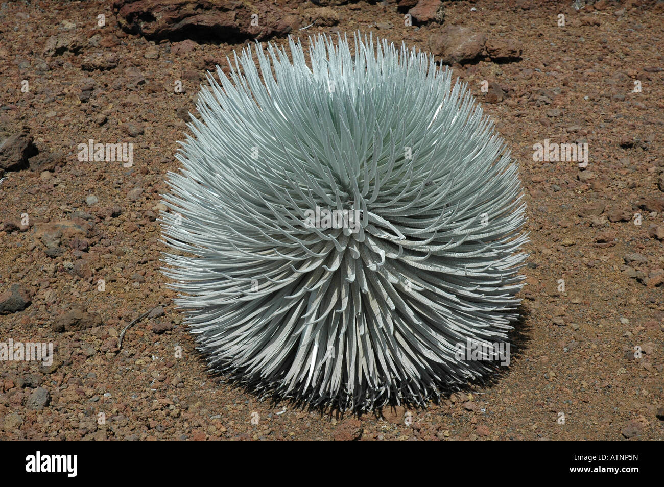 Silversword Plant at Mt. Haleakala Hawaii Stock Photo - Alamy