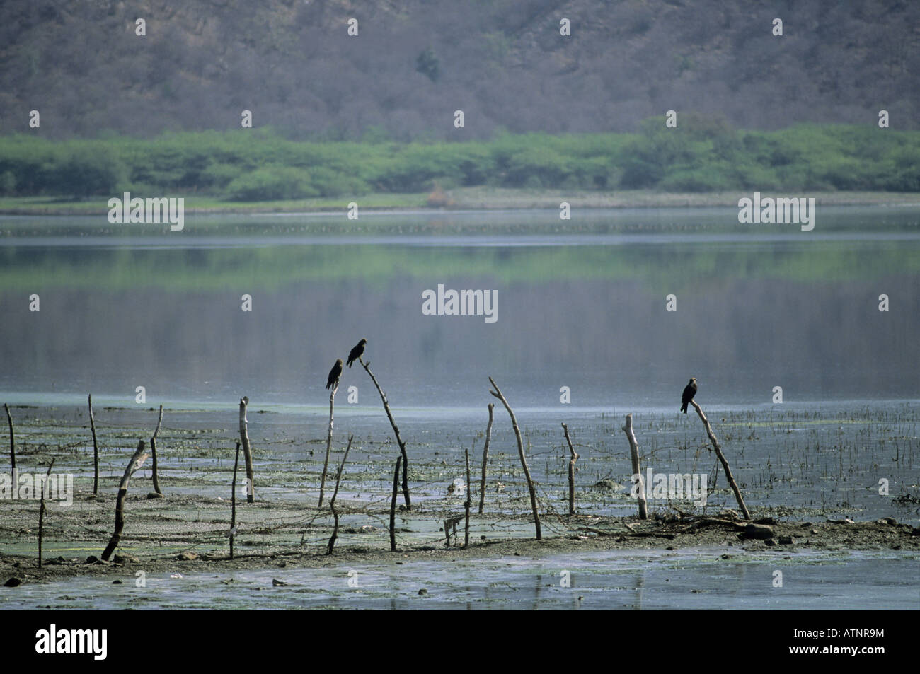 The Jal Mahal Palace in the middle of Man Sagar lake, Amer near Jaipur ...