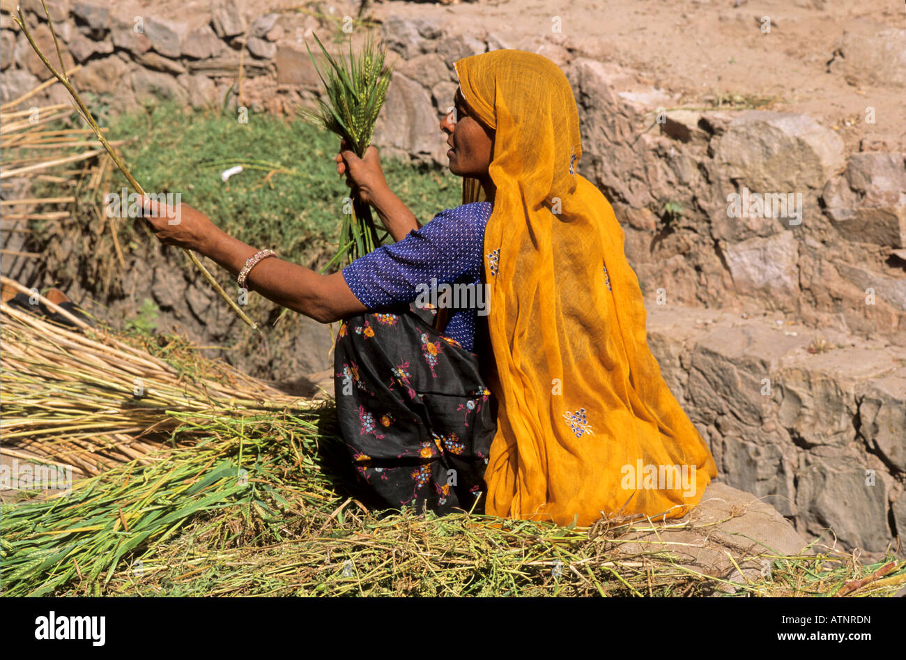 A local woman working hard in the fields, Amer IN Stock Photo - Alamy