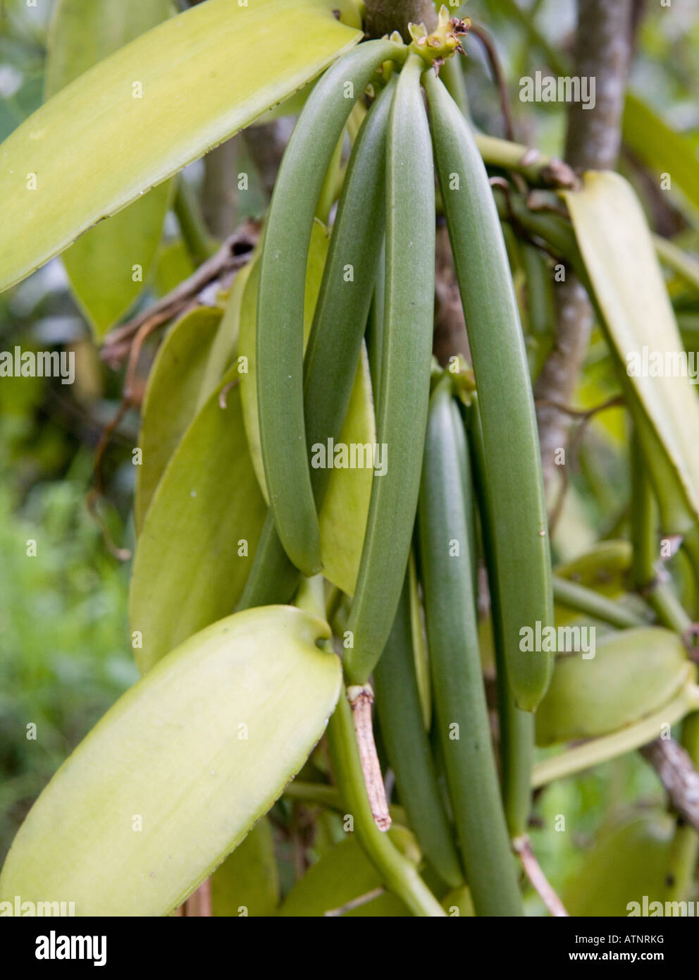 Vanilla plant hi-res stock photography and images - Alamy