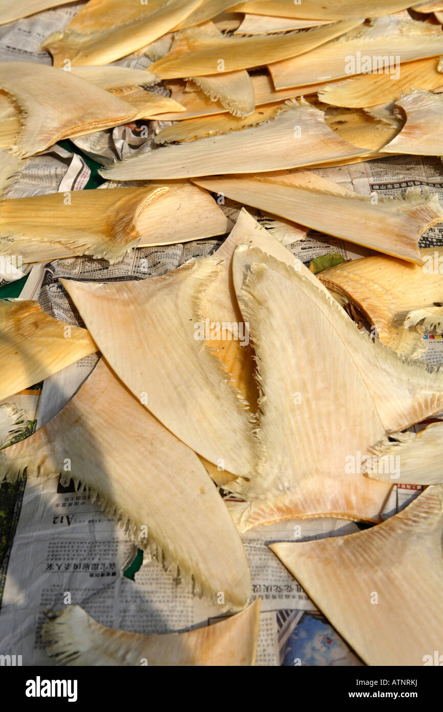 Shark Fins Peaceful Market Guangzhou Canton China Stock Photo - Alamy