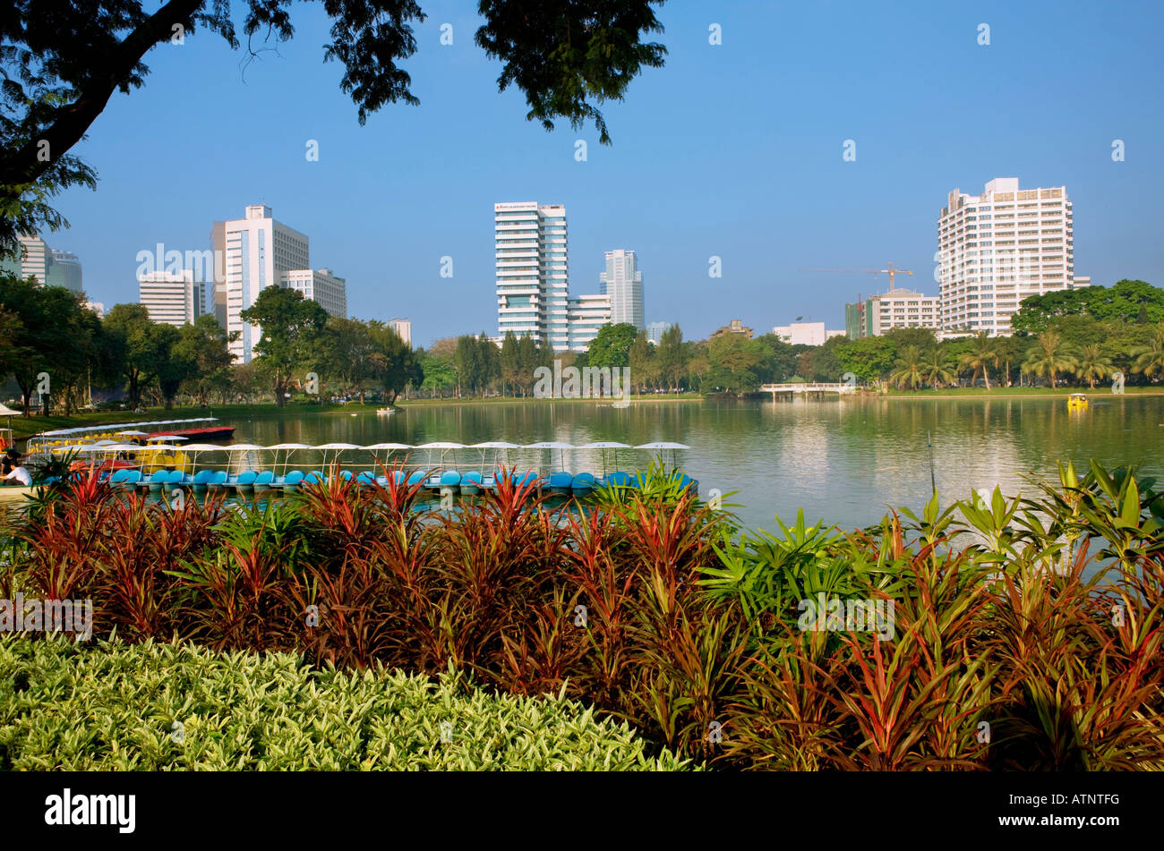 Lumphini Park in Bangkok Stock Photo - Alamy
