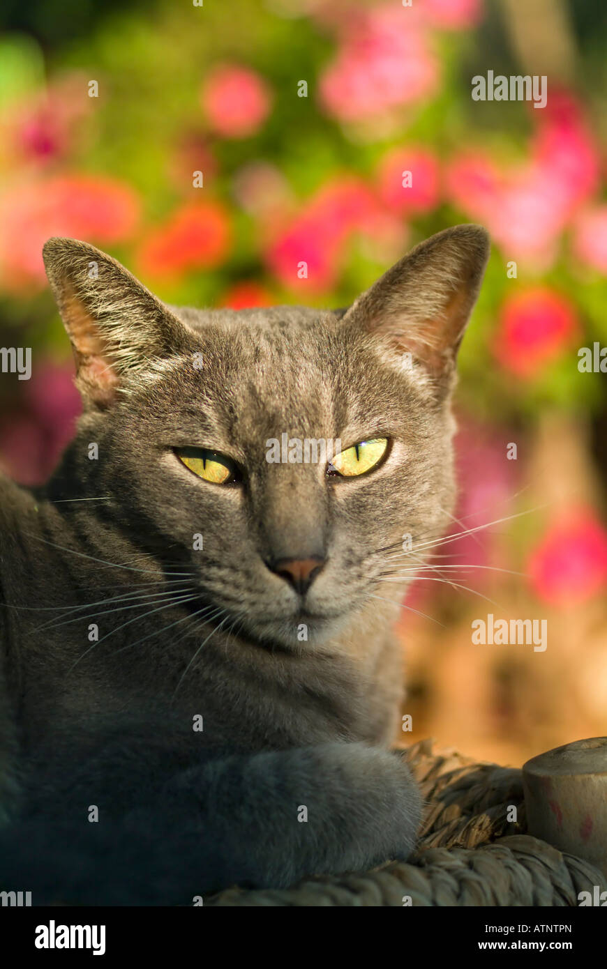 grey cat sun bathing Stock Photo - Alamy