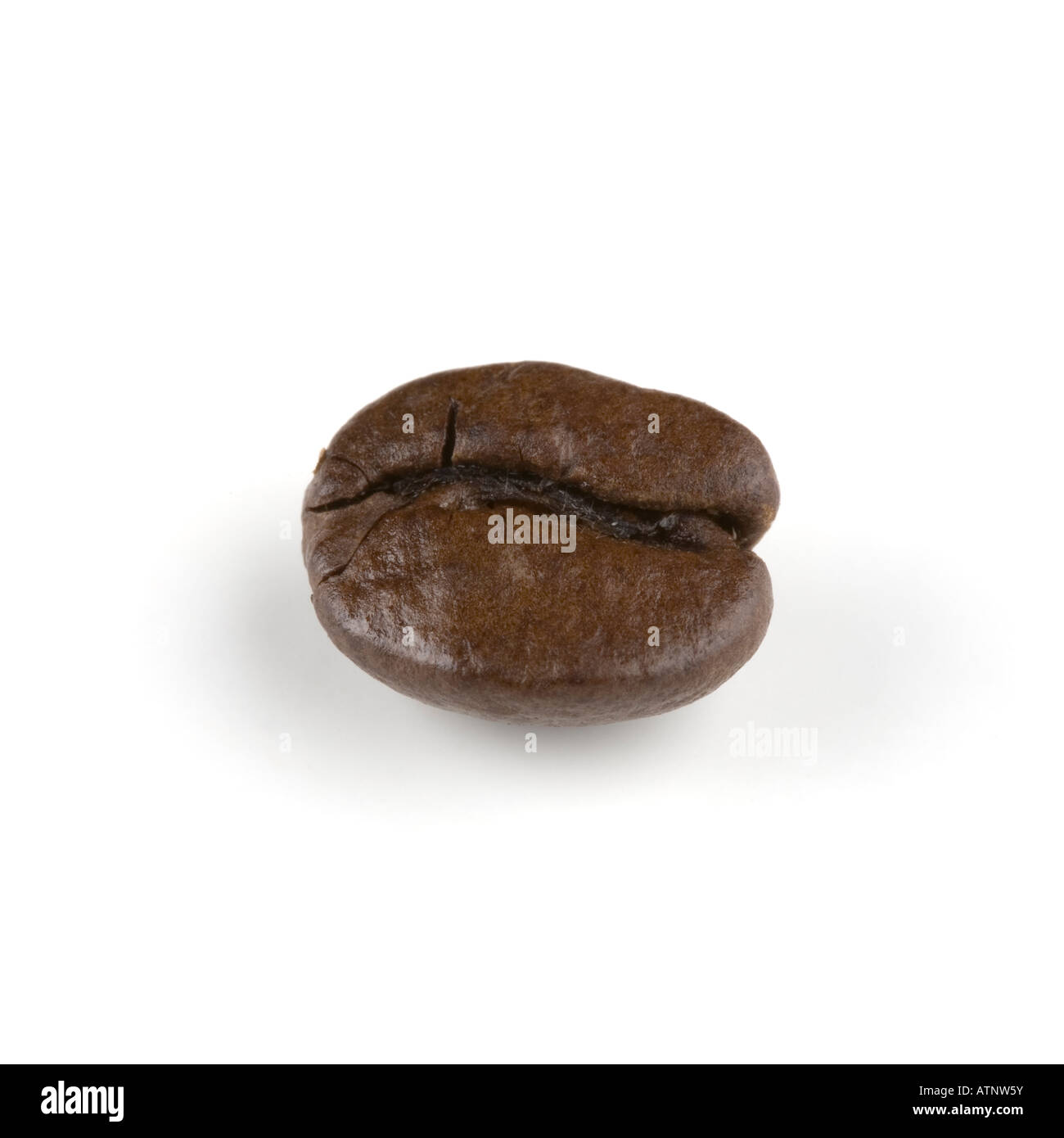 Close up of a single coffee bean isolated against white background ...