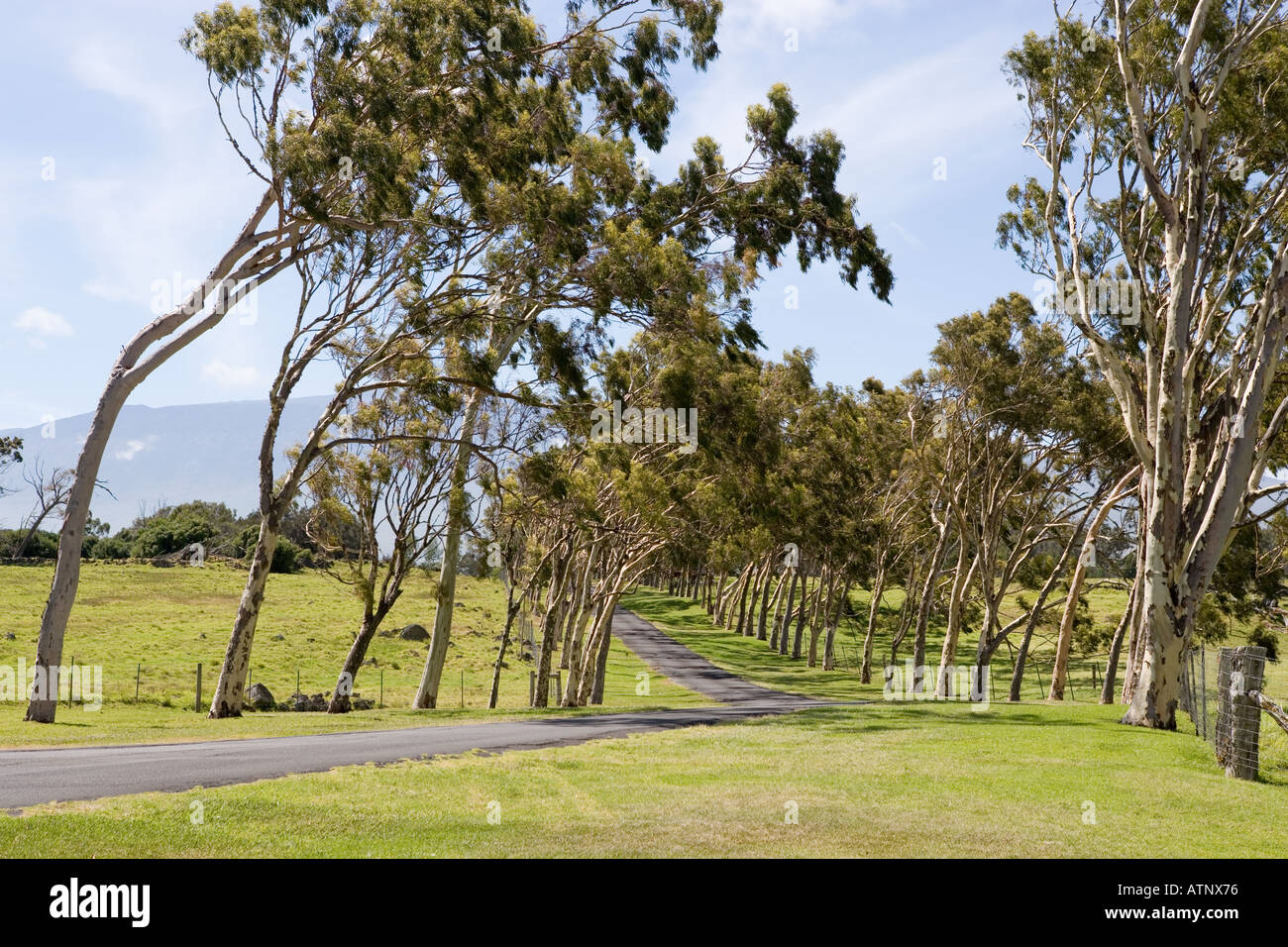 tree tunnel eucalyptus road drive lane Stock Photo - Alamy