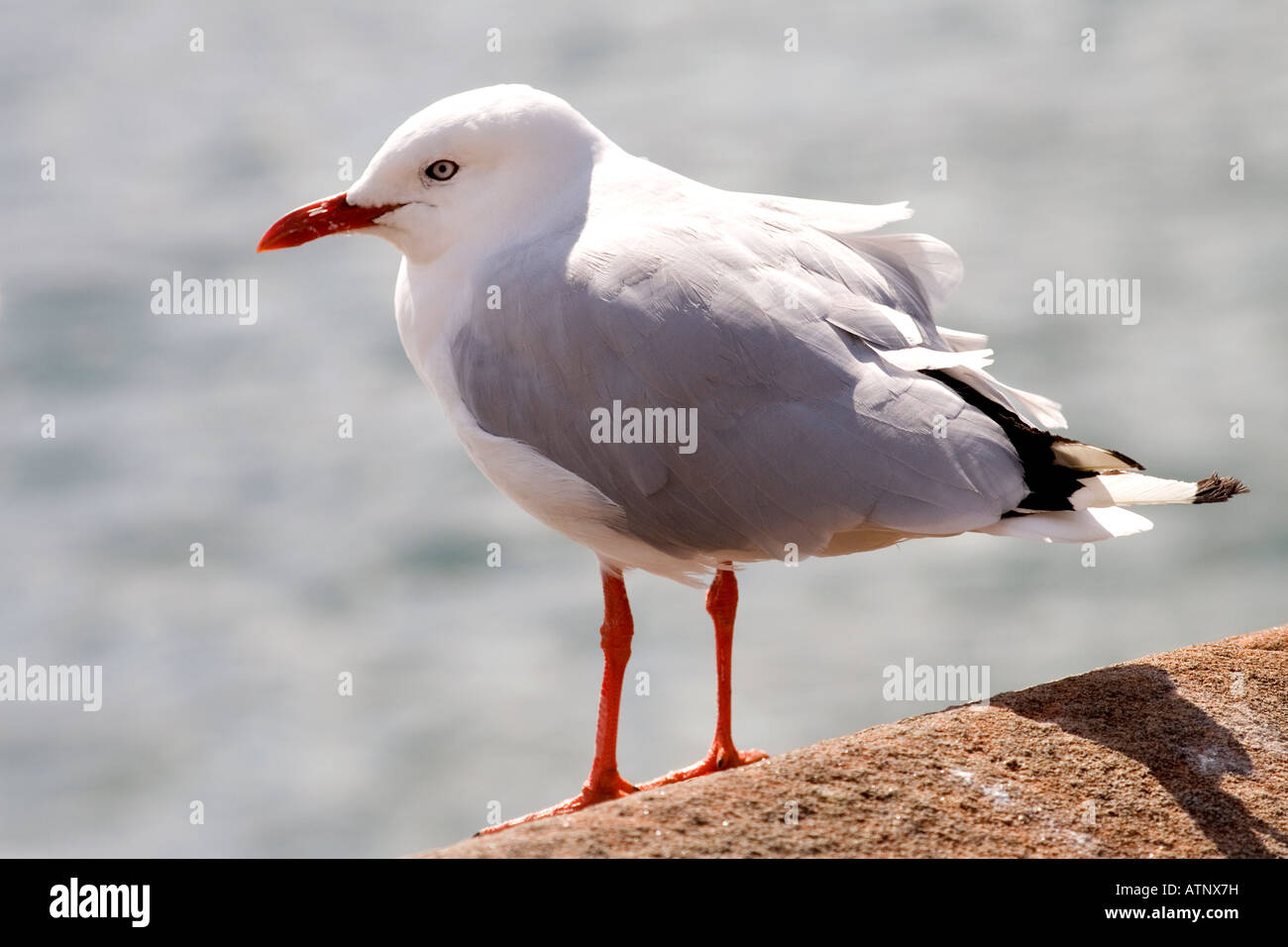 Silver gull (Larus novaehollandiae) in Sydney Harbour, Australia Stock ...