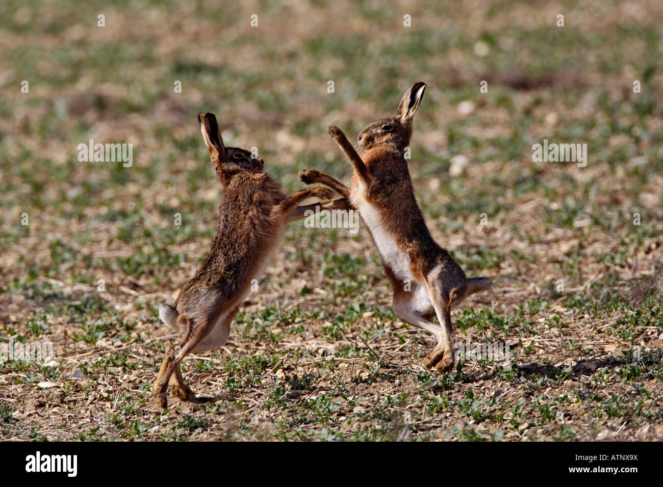 March hare boxing hi-res stock photography and images - Alamy