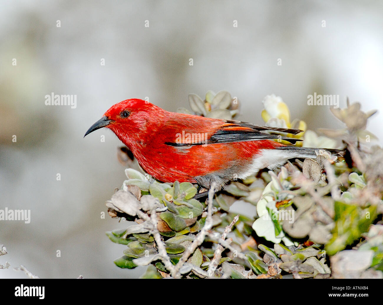 Apapane bird hi-res stock photography and images - Alamy