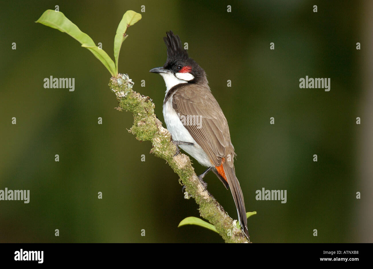 Pycnonotus jocosus hawaii hi-res stock photography and images - Alamy