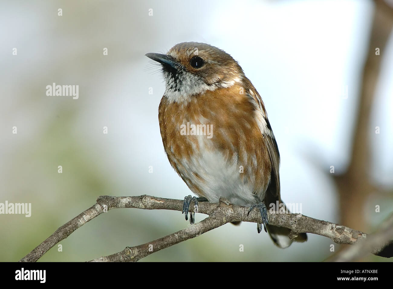 Hawaii Elepaio, c.s. sandwichensis Stock Photo - Alamy