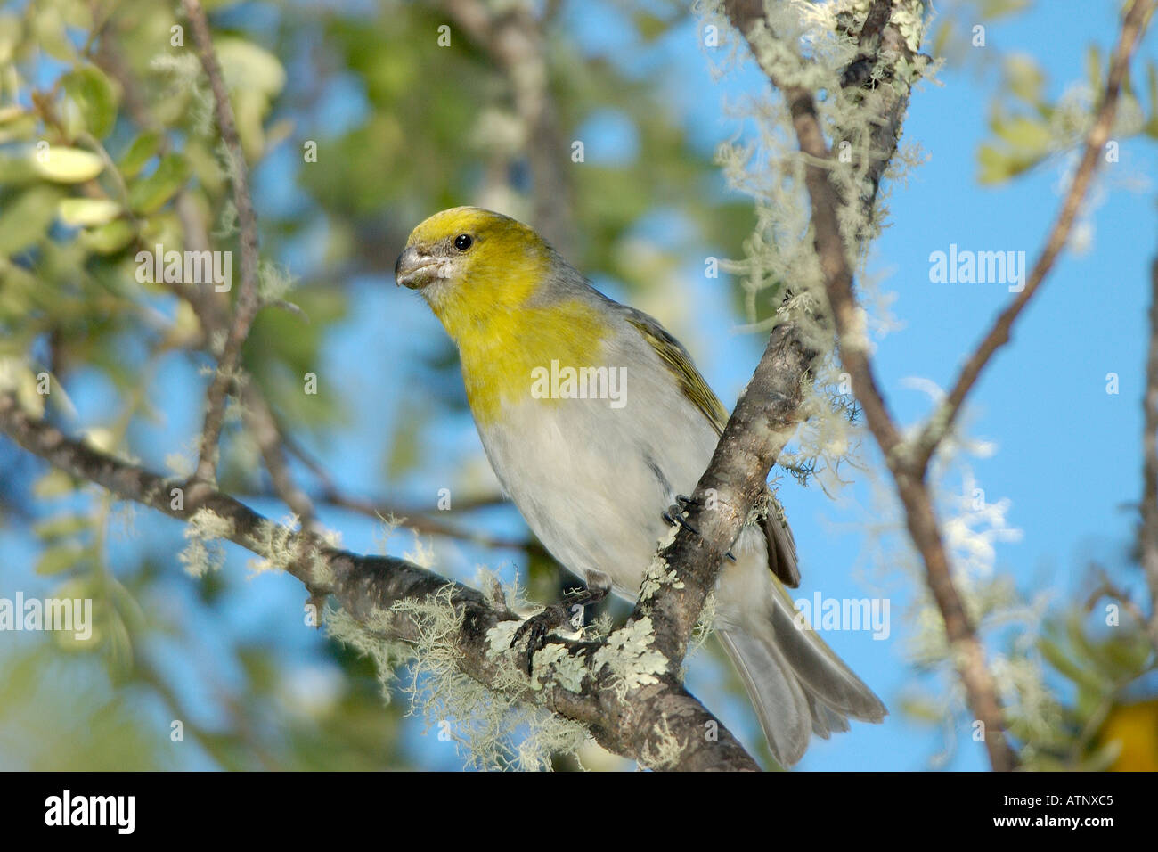 Palila bird hi-res stock photography and images - Alamy