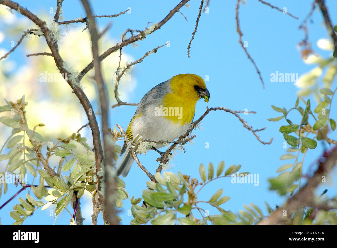 Palila bird hi-res stock photography and images - Alamy