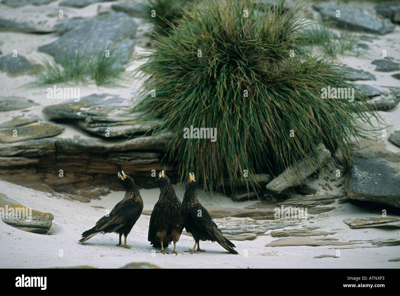 Johnny rooks hi-res stock photography and images - Alamy