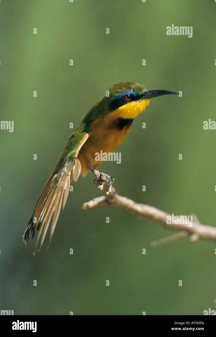 LITTLE BEE-EATER (Merops pusillus) Perching/stretching, Samburu ...