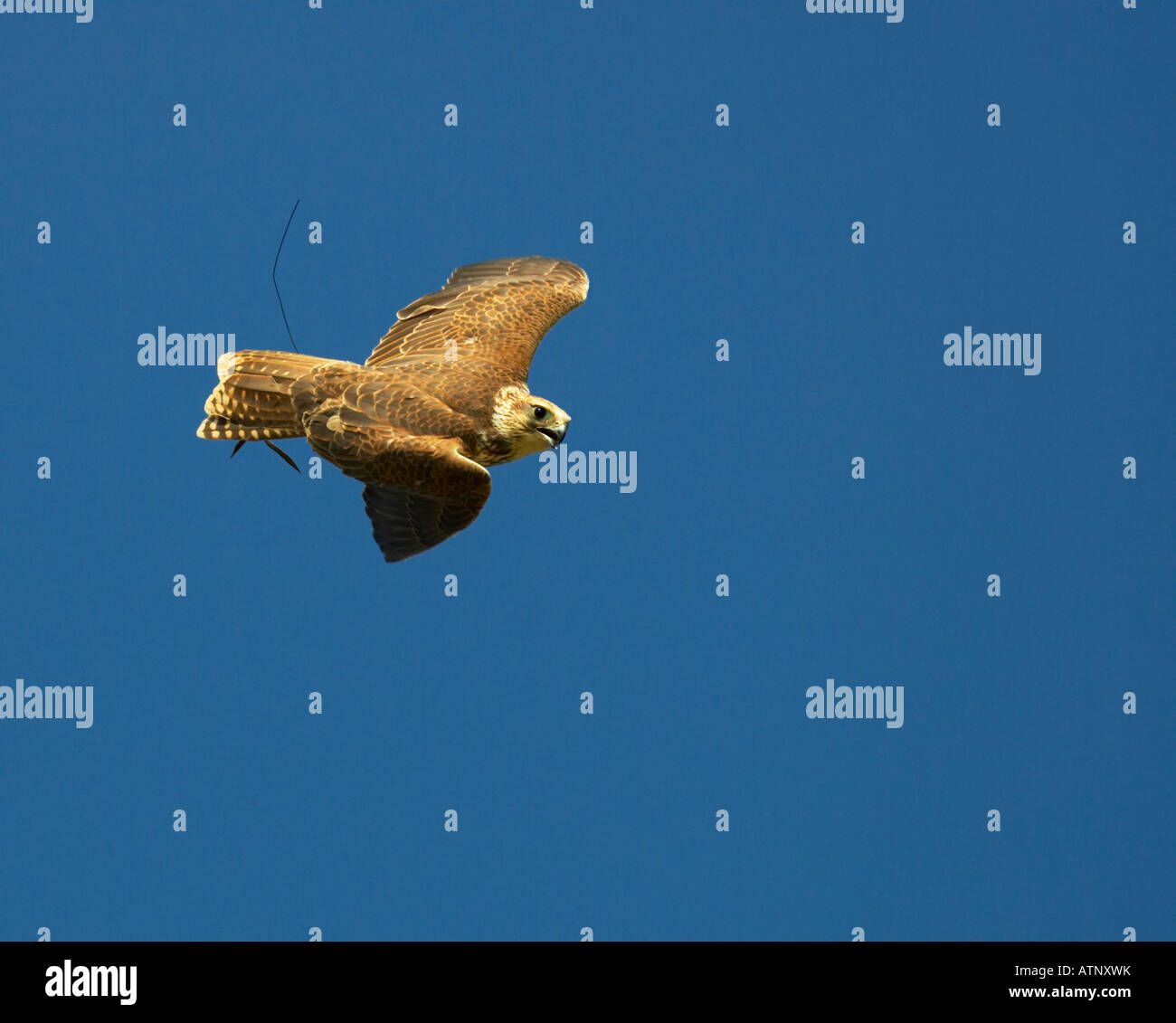Captive falcon in flight Stock Photo - Alamy