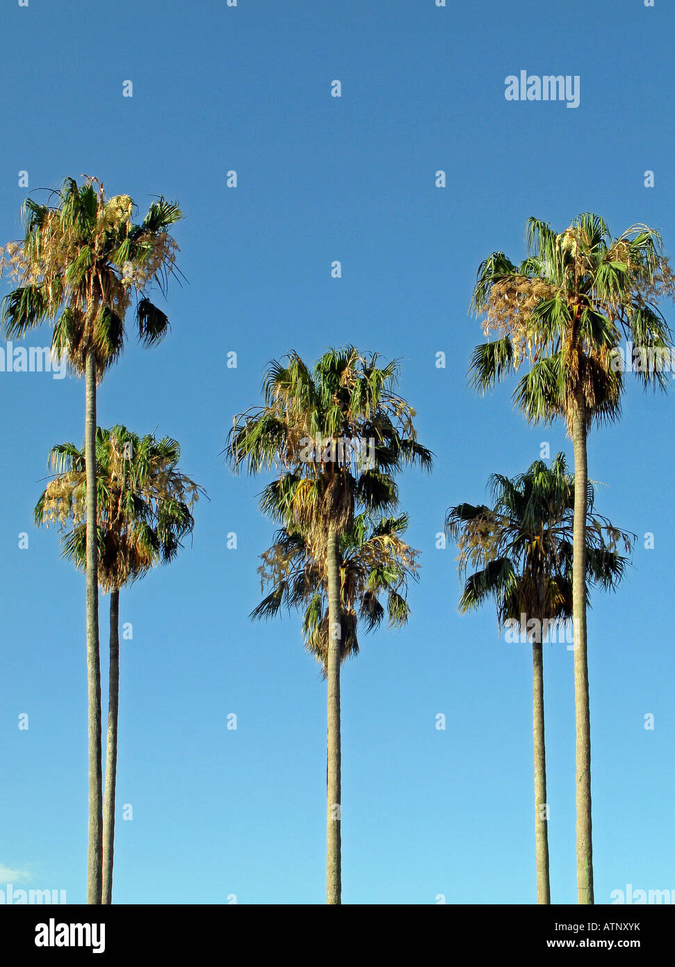 tall palm trees Stock Photo - Alamy