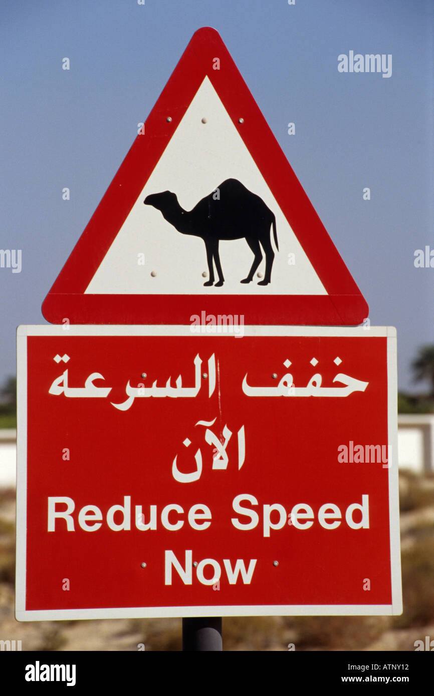 DUBAI United Arab Emirates Camel Crossing Sign Stock Photo - Alamy