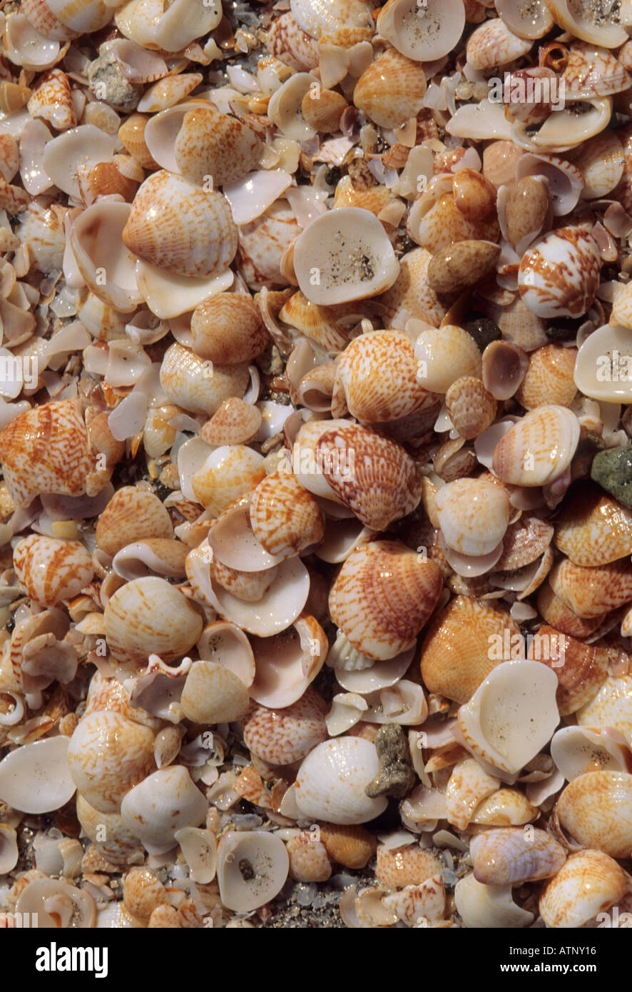 Caribbean St. Barts, Shell Beach details of many tiny seashells making ...