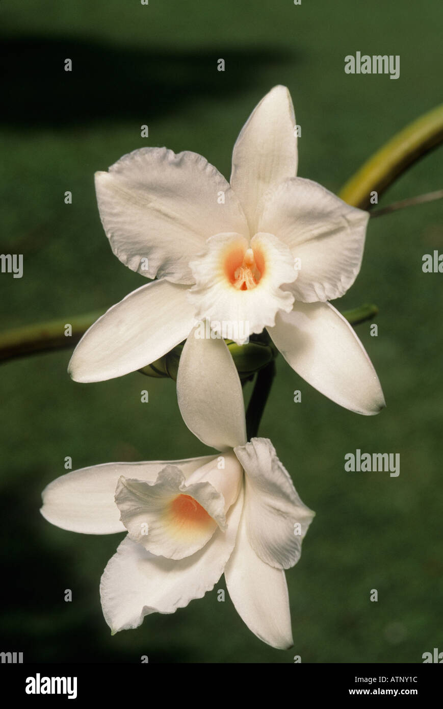 ORCHID (Vanilla phalaenopsis), Vanilla orchid, Seychelles Island Stock ...