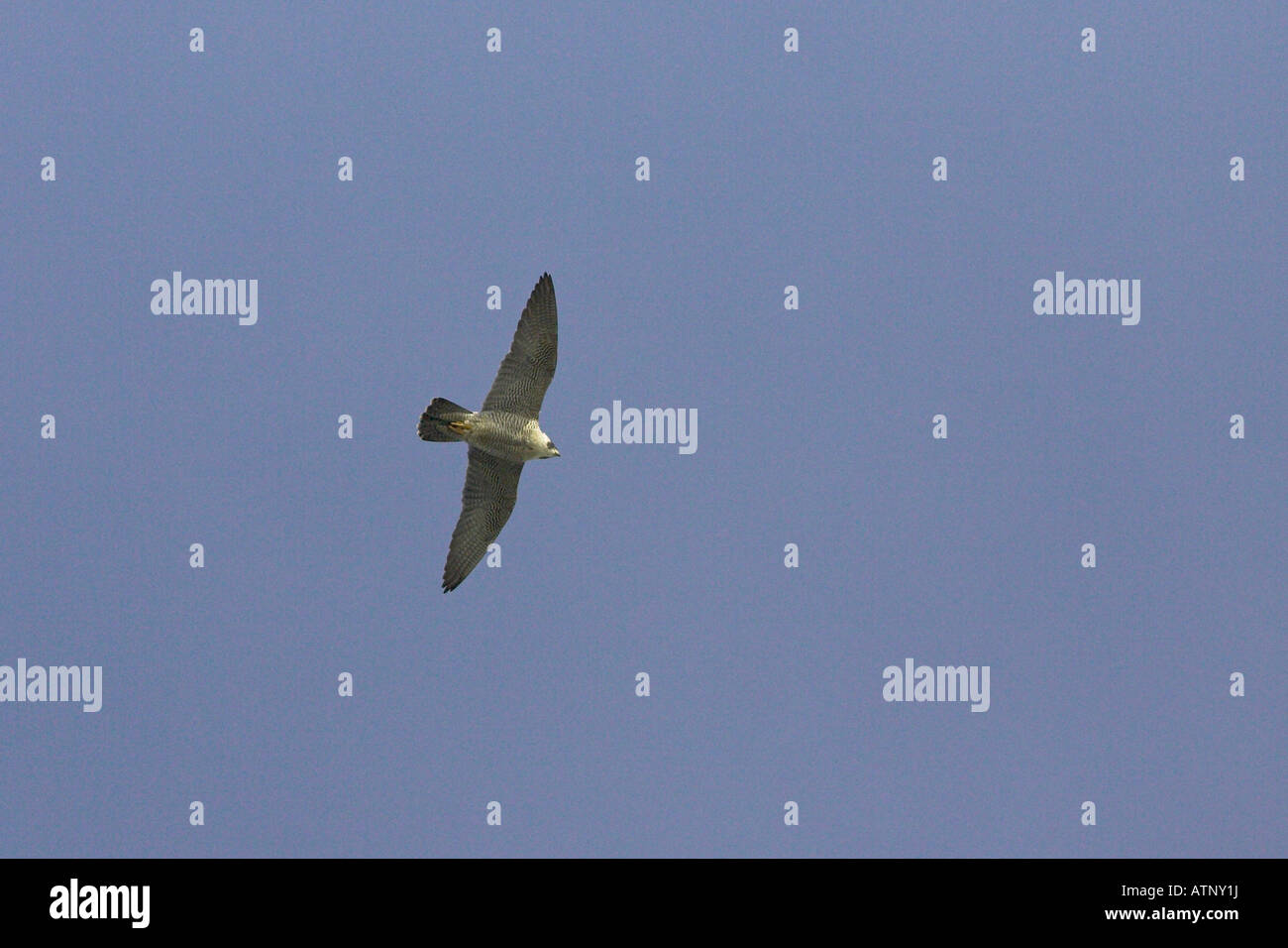 Peregrine falcon stoop hi-res stock photography and images - Alamy
