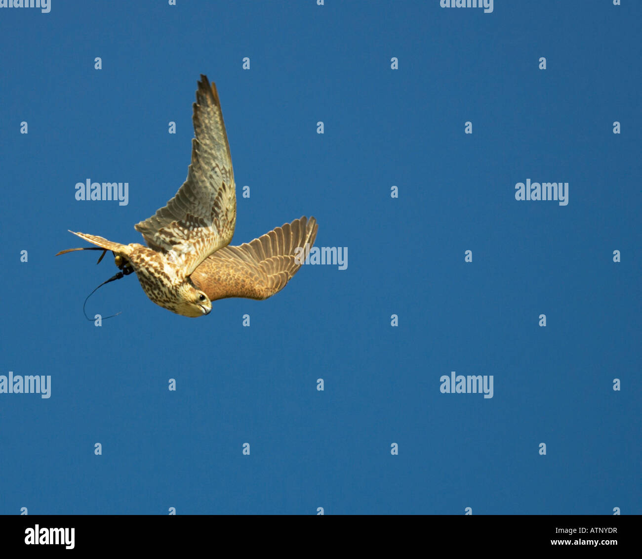 Captive falcon flight Stock Photo - Alamy
