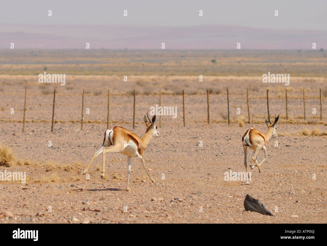 springbok grazing near Sousouvlei Dunes in the Namib Desert Stock Photo ...