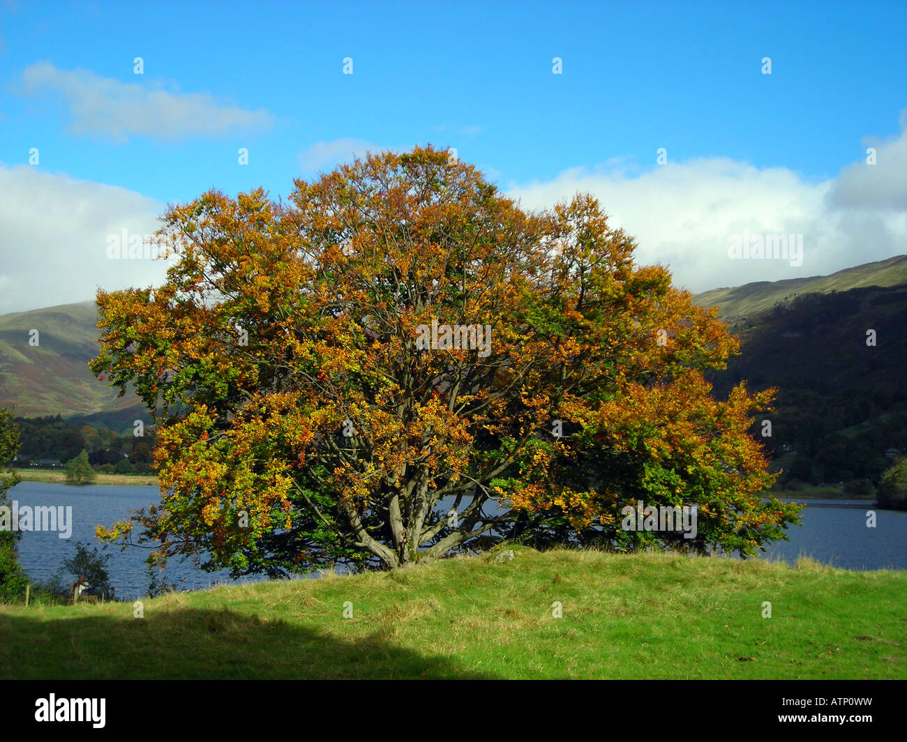 Oak Tree in autumn colours over looking Grasmere Lake Stock Photo - Alamy