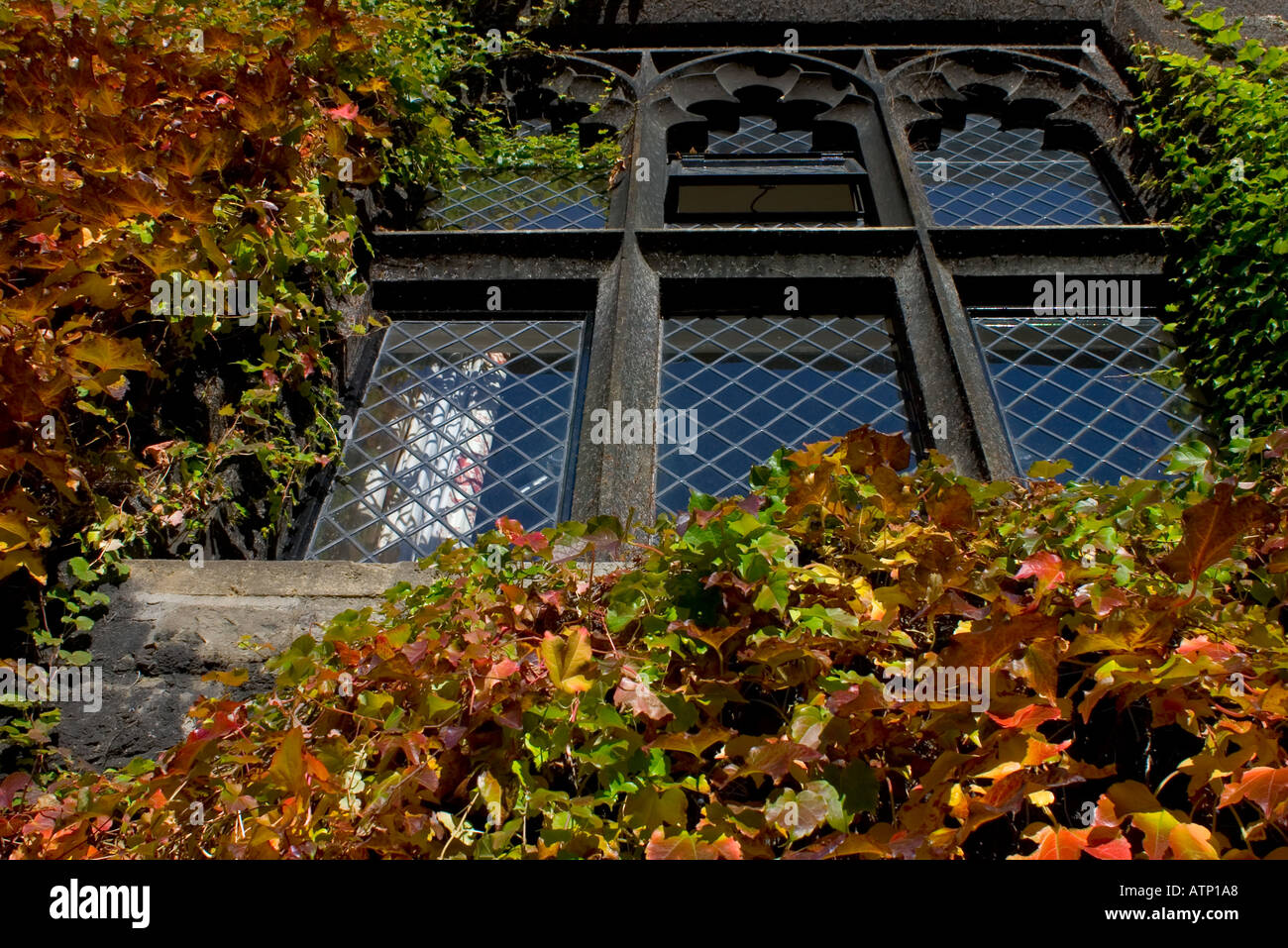 ivy growing around windows Stock Photo - Alamy