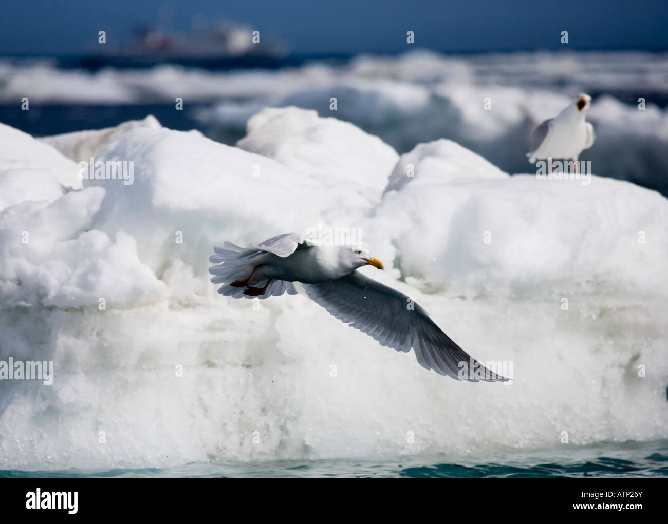 Arctic gull hi-res stock photography and images - Alamy