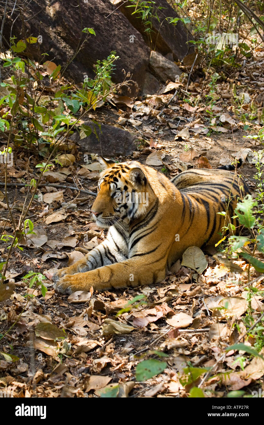 Royal Bengal Tiger resting in forest shade Kanha National Park Madhya ...