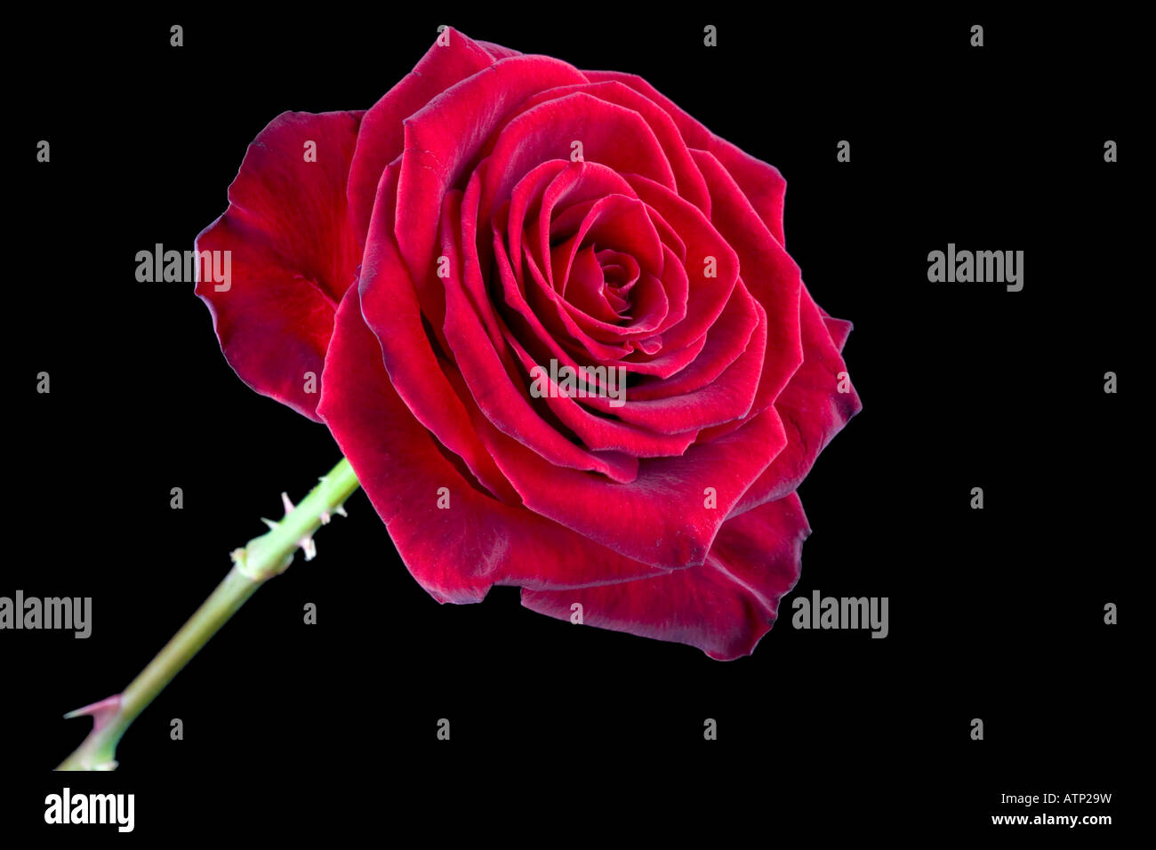 Single red rose stem hi-res stock photography and images - Alamy