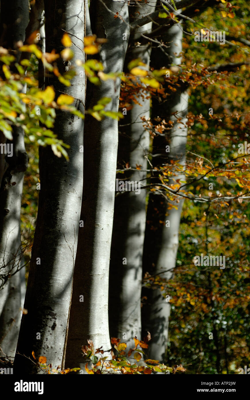 Row of beech trees Fagus sylvatica, Wales, UK Stock Photo - Alamy