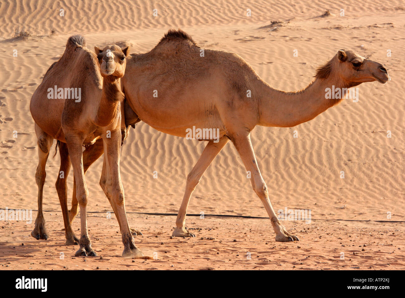 Two hump camels hi-res stock photography and images - Alamy